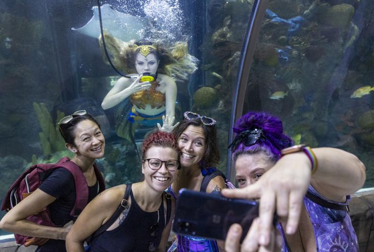 PHOTOS: Mermaids Inhabit Audubon Aquarium of the Americas | Multimedia ...