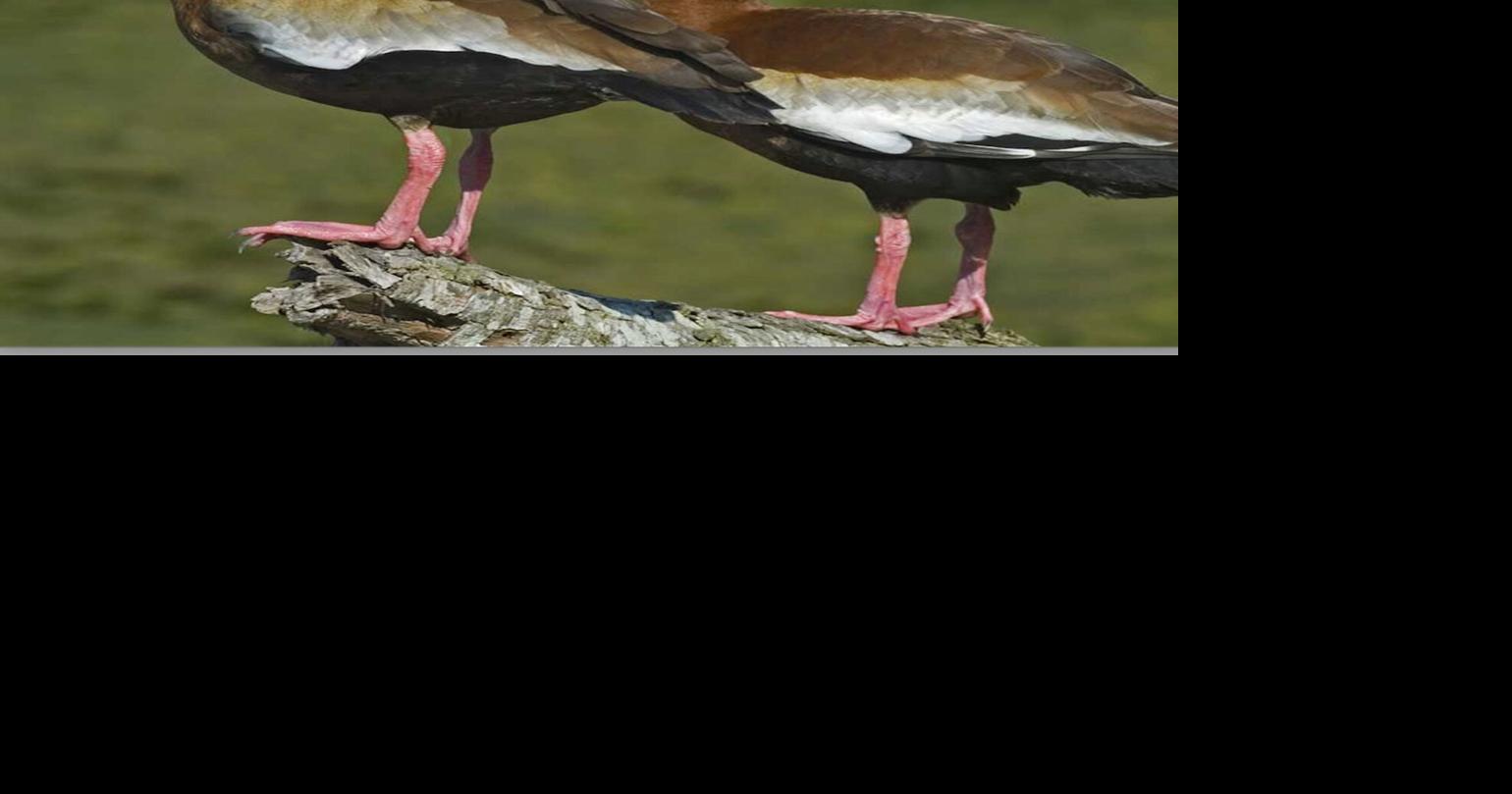 What you need to know from LDWF about boating safety, dying ducks ...