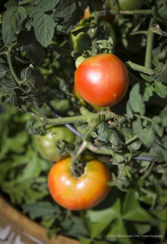 When should you prune roses? First, answer this question ...