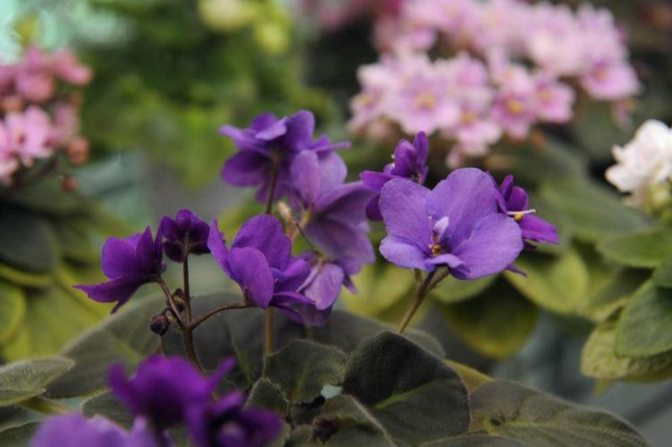 African Violet show set for March 24-25 | Home/Garden | theadvocate.com