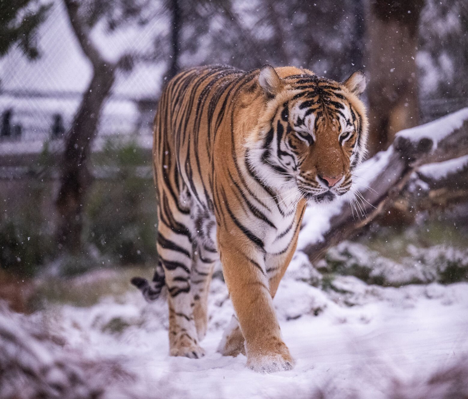 Will Baton Rouge eclipse snowfall record from 1895? | Baton Rouge ...