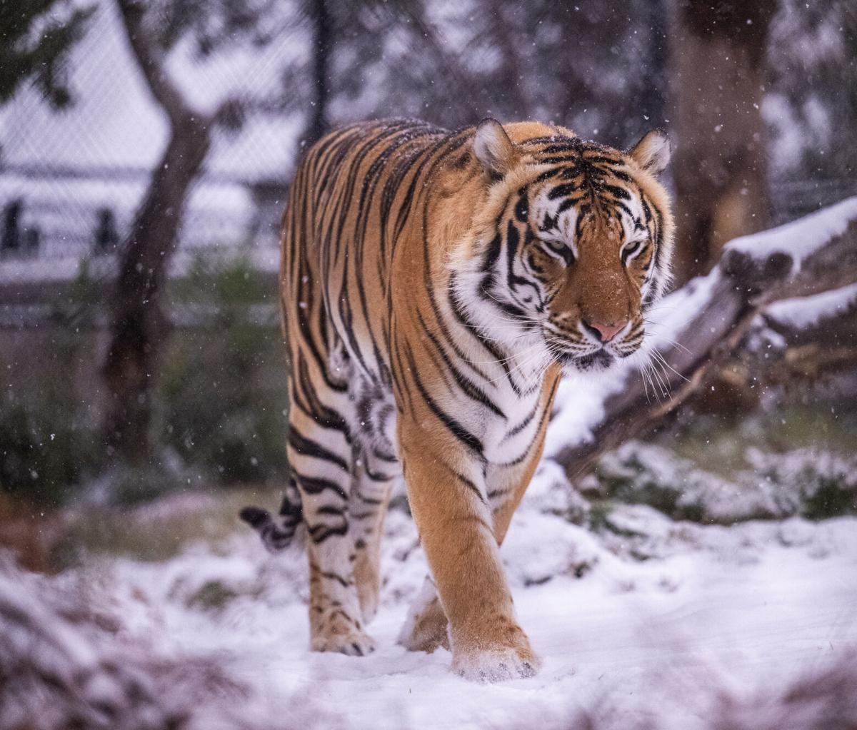 Will Baton Rouge eclipse snowfall record from 1895? | Baton Rouge ...