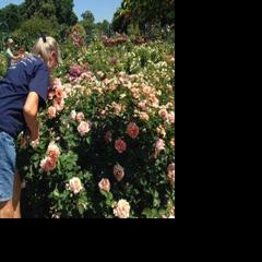 Texas Rose Rustlers aim to collect, preserve rare old flowers | Home ...