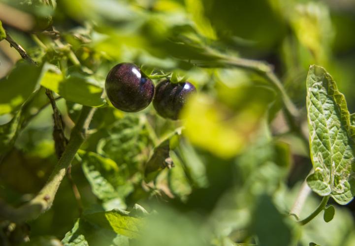 Bulbancha Blooms is a garden in New Orleans' Upper 9th Ward ...