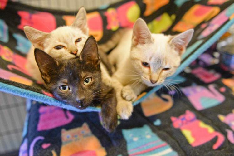 Cat rescue groups merge | News | theadvocate.com