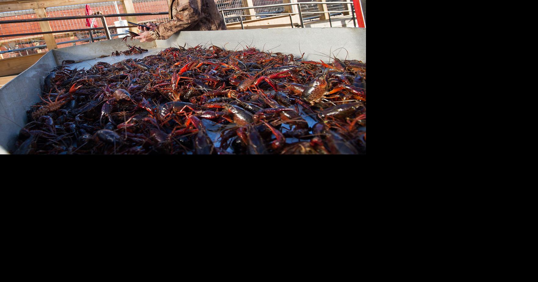 Smiley: Tucson's not ready for crawfish | Smiley Anders | theadvocate.com