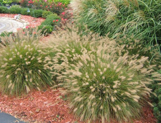 Graceful ornamental grasses add color, movement to landscapes | Home ...