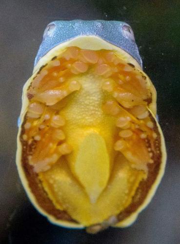 Aububon Zoo opens frog exhibit, new Discovery Walk | Entertainment Life ...