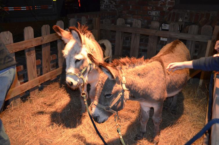 Animals add realism, complications to live nativity scenes | Faith ...
