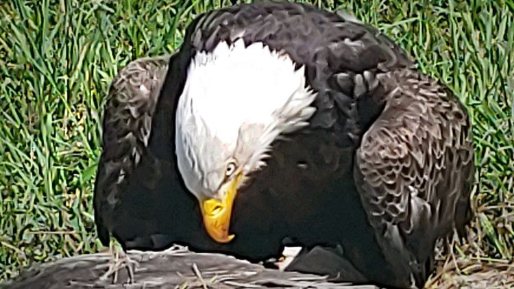 WWL-TV: Audubon Zoo treating wounded bald eagle found in Chalmette ...