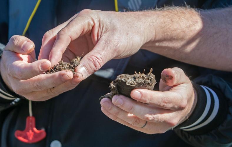 In marsh's muck, Louisiana’s past and future collide | Environment ...