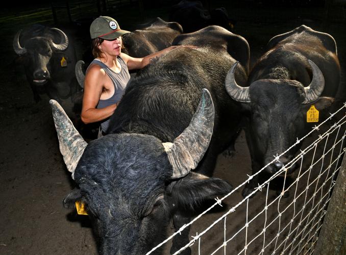 Water buffalo cheese and gelato? That's the goal for this first-of-its ...