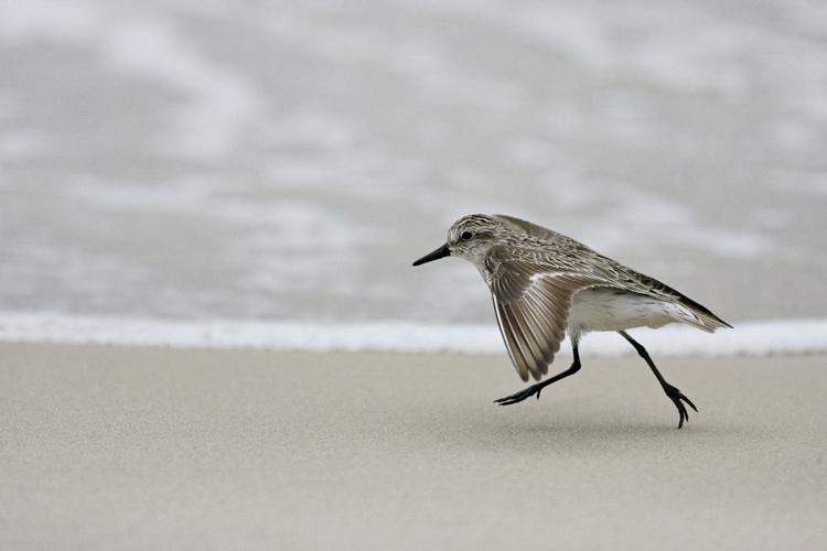 Mississippi River diversion project will protect critical bird habitats ...