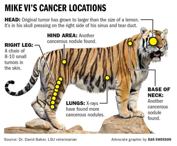 Vet: Mike VI has 1-2 months to live; time for 'goodbyes'; search for ...