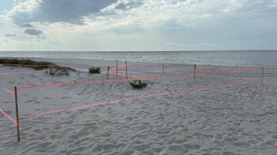 Rare sea turtle nest found on Mississippi Coast beach | Environment ...