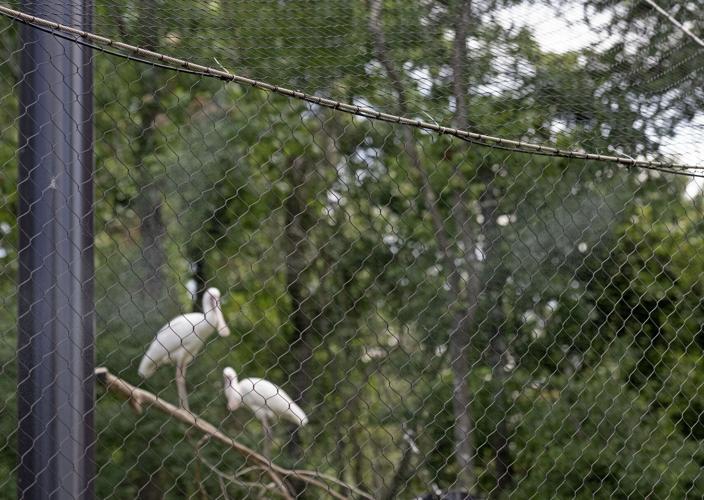 Baton Rouge Zoo renovated, set to reopen with upgrades | News ...