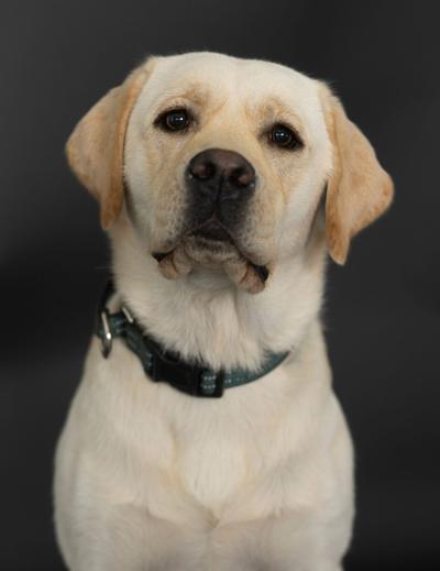 SLU police department welcomes new K9 officer, Perci the yellow lab ...