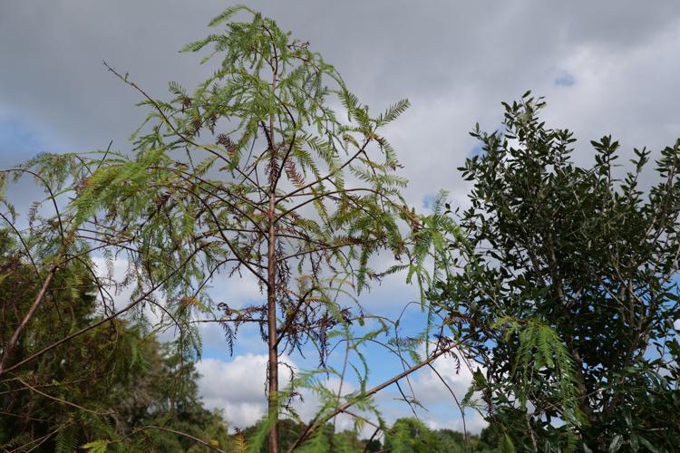 Here’s how to decide on a tree that's right for you. | Home/Garden ...