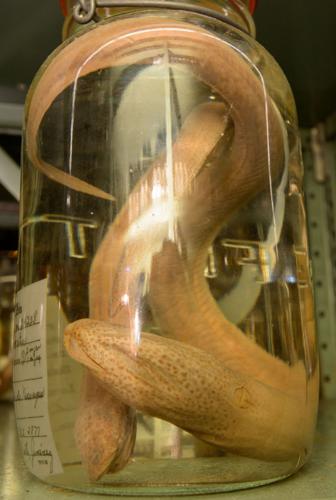 Little-known Tulane fish archive on West Bank largest in the world ...