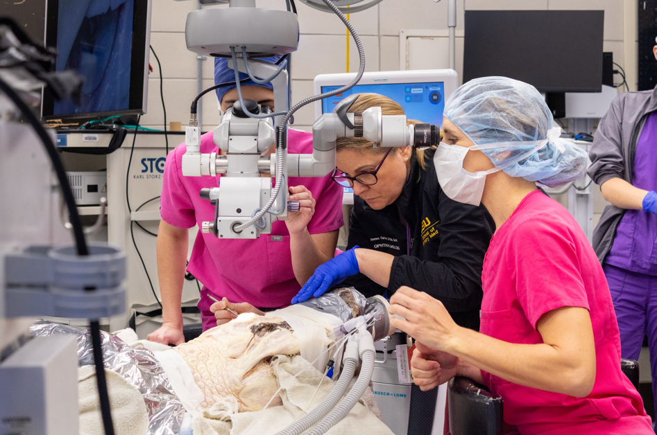 Rare white alligator at Audubon Zoo gets cataract surgery | News ...