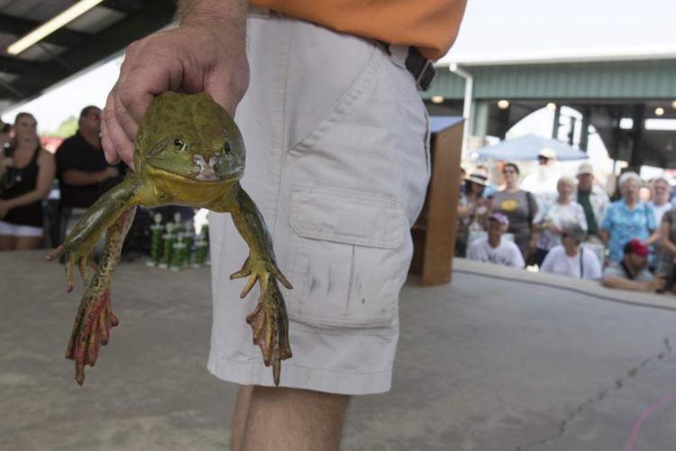 Photos 43rd. Rayne Frog Festival | News | theadvocate.com