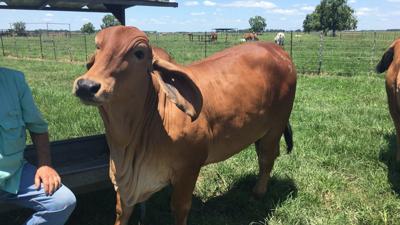 Louisiana's first cloned cow lives in Acadiana | News | theadvocate.com