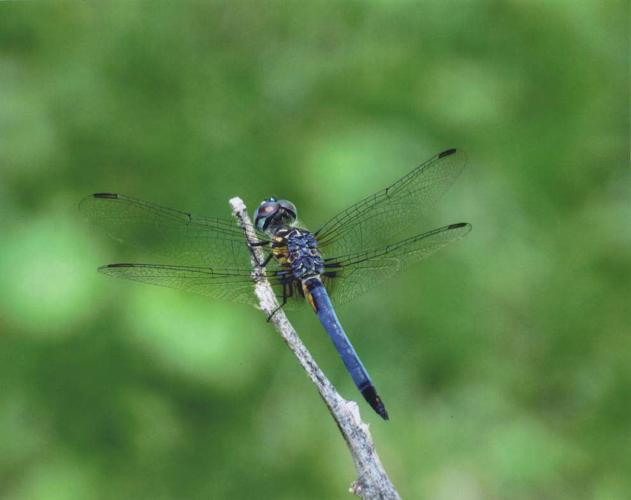 Young outdoorsmen honored by La. Outdoor Writers Association ...