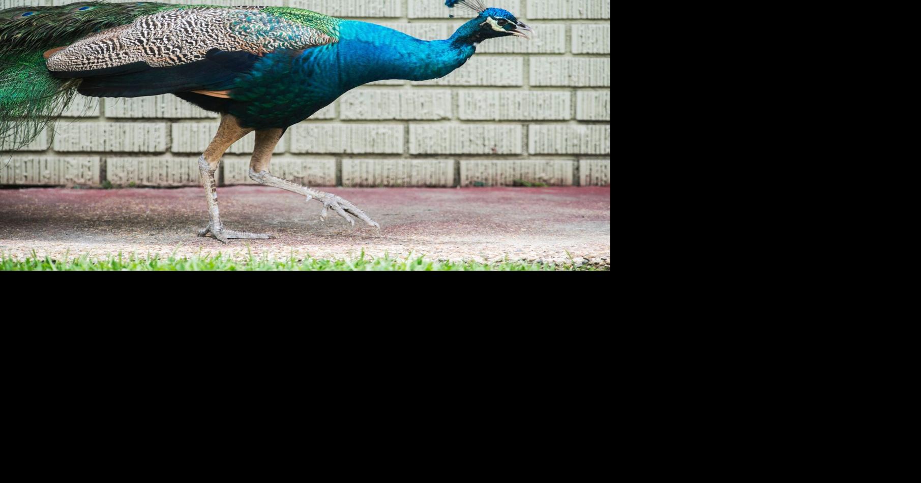 ACA.filepeacock.adv.001.JPG | | theadvocate.com