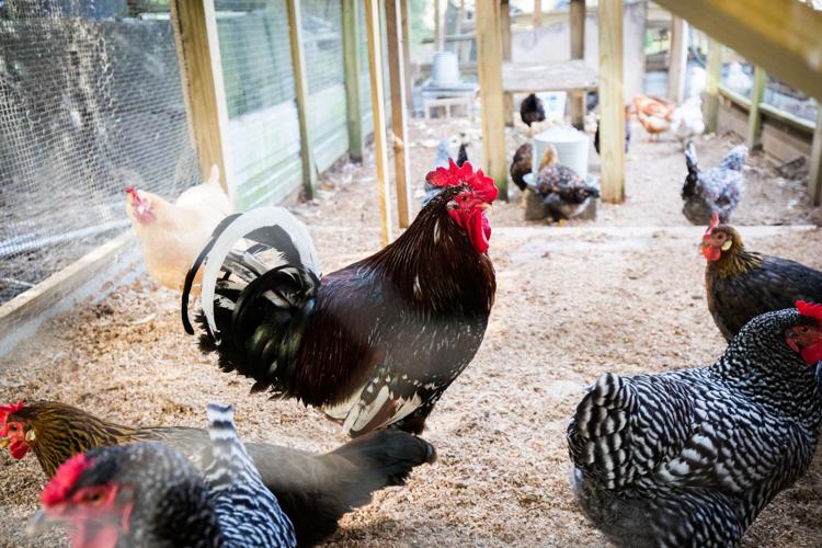 A noisy rooster was once the town's mascot, but now the council is ...