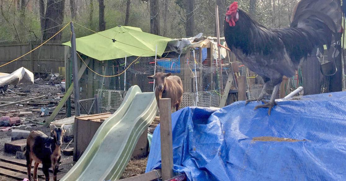 Flap over loose goats, other critters triggers new livestock ordinance ...