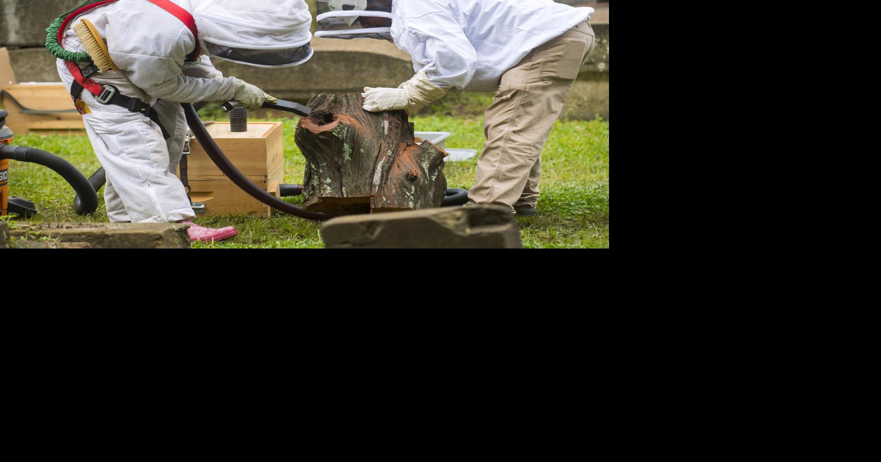 Photos & video: Bee and tree volunteers cut down cemetery's massive ...