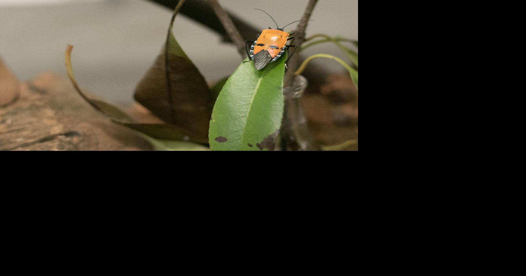 Insectarium works against the clock to understand mysterious Malaysian ...