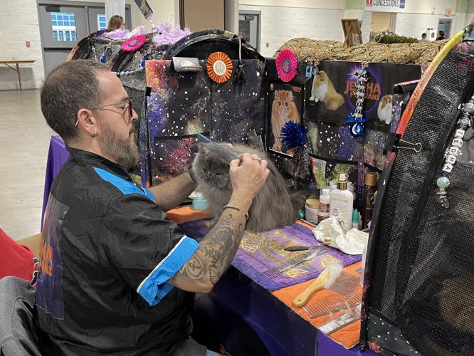 Fancy cats were the stars at the 50th Cat Show at Lamar-Dixon ...