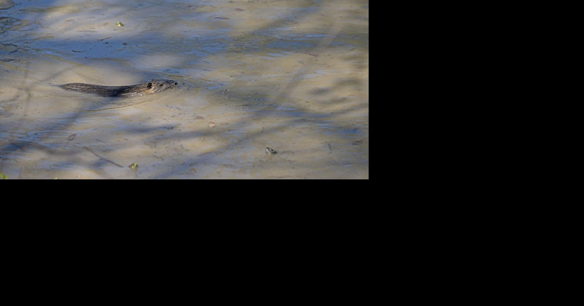 Letters: Baton Rouge could use some help controlling nutria | Letters ...