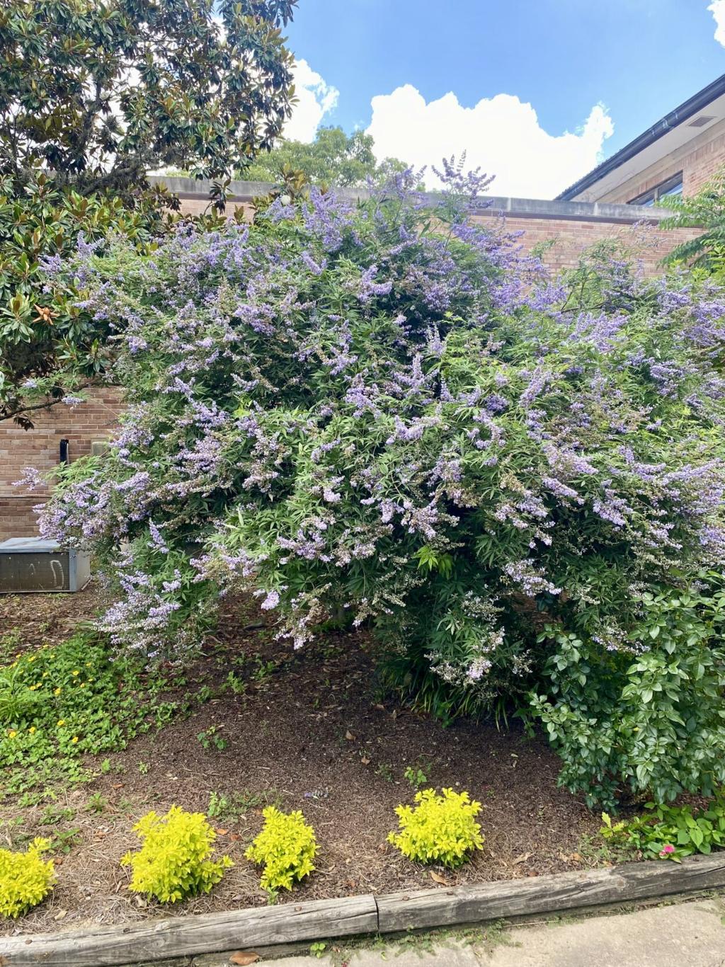 vitex tree care