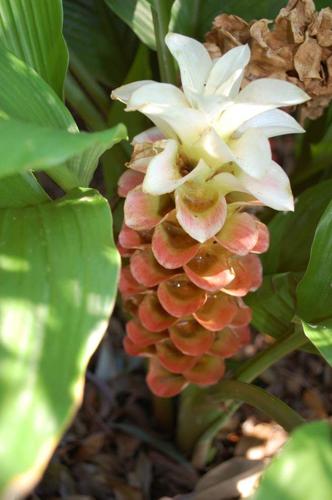 Dramatic ginger blooms spice up landscapes | Home Garden | theadvocate.com
