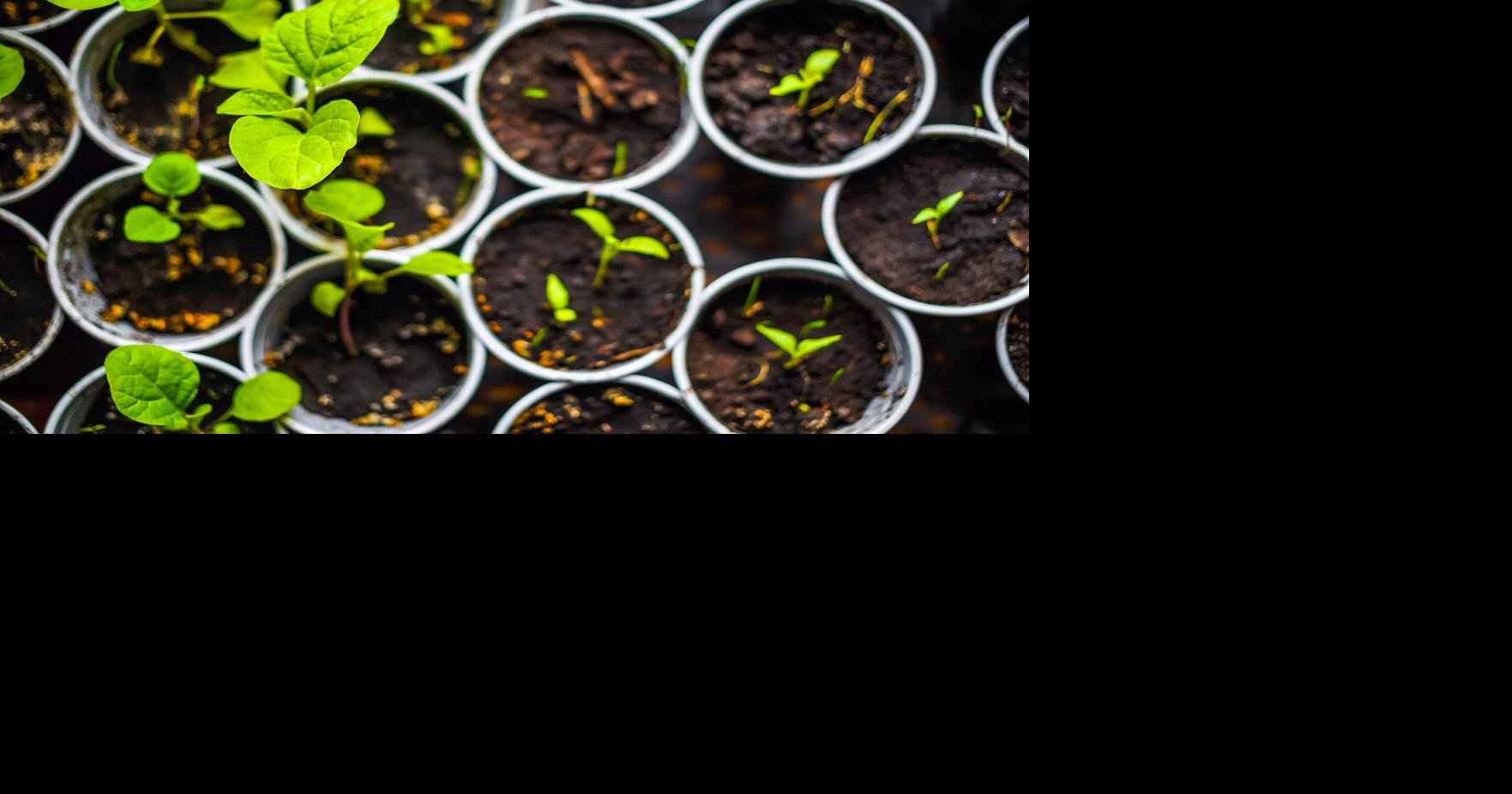 Fall garden workshop set for Nov. 26 | Home/Garden | theadvocate.com