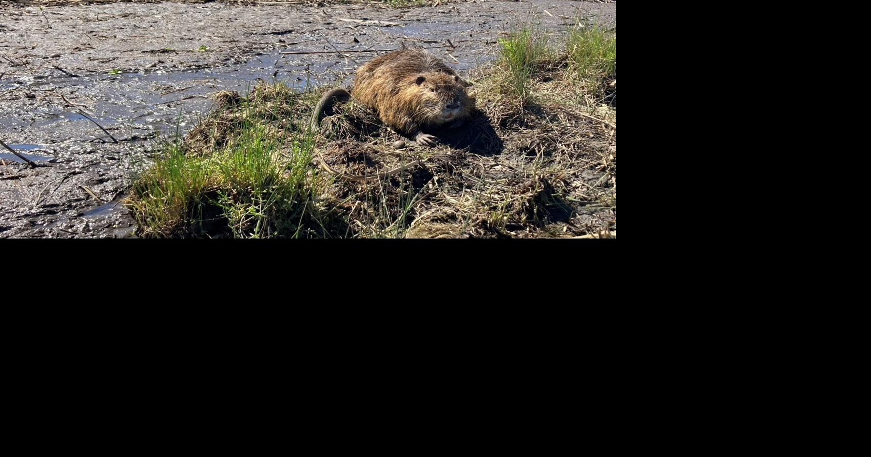 Louisiana man arrested for cutting tails off live nutria | Environment ...