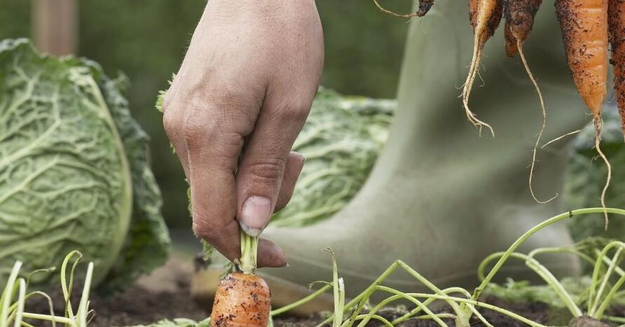 LSU Garden News: While you're waiting for it to cool off, plan your ...