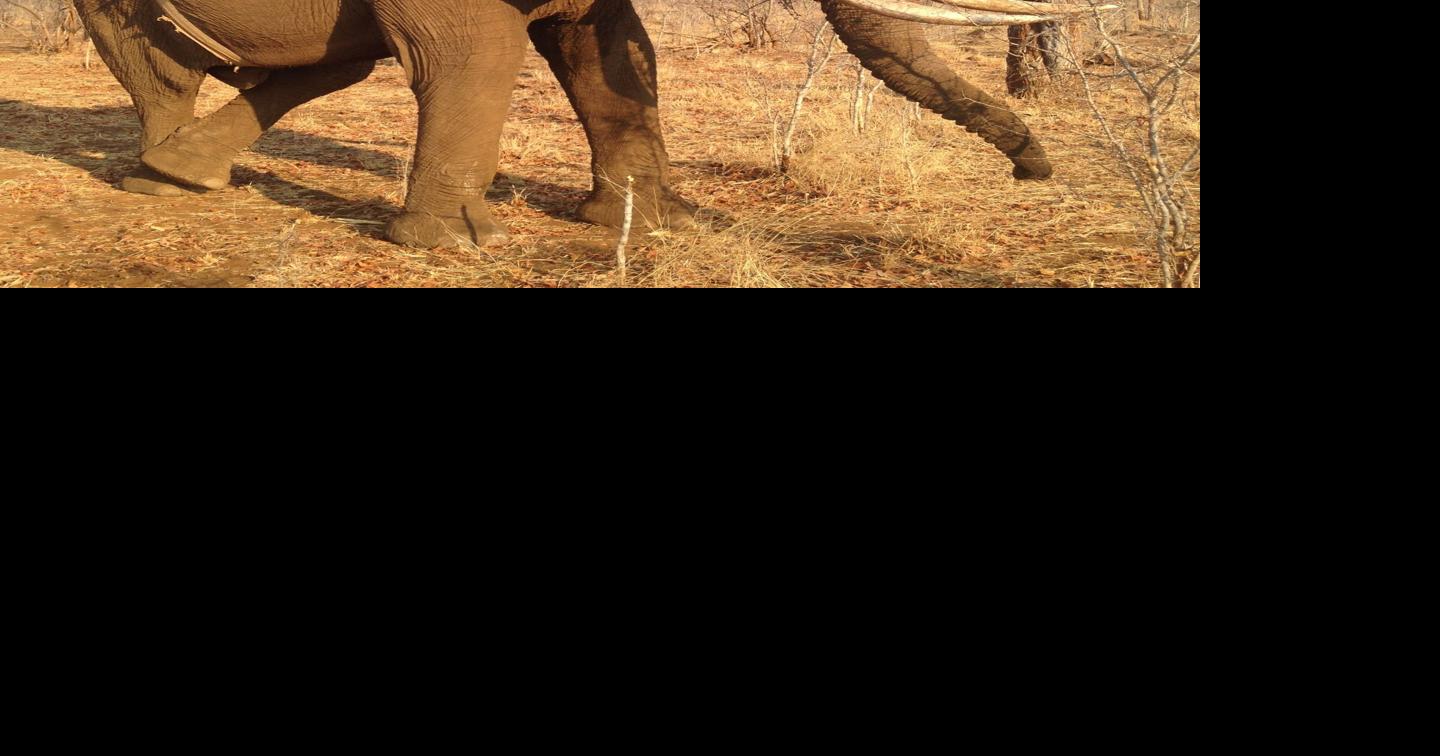 Way to Go: September Safari | Travel | theadvocate.com