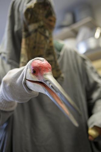 Little white lies: Costumes fool Audubon whooping cranes into learning ...