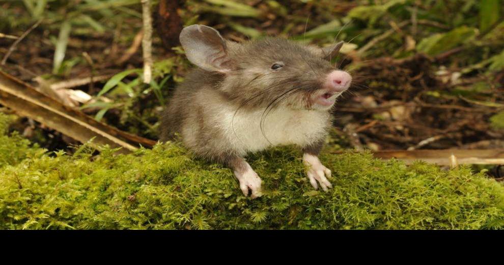 LSU researcher, other scientists discover ‘Hog-nosed shrew rat’ on ...