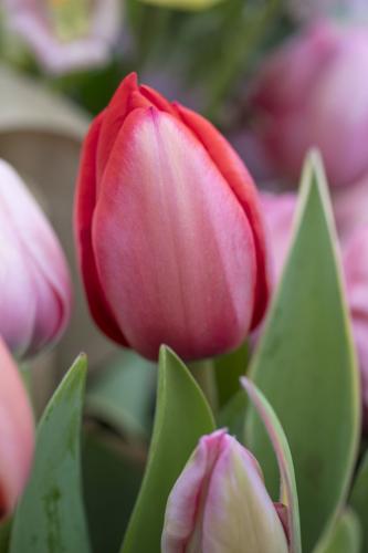 LSU Garden News: Time to buy bulbs if you want daffodils, tulips and ...