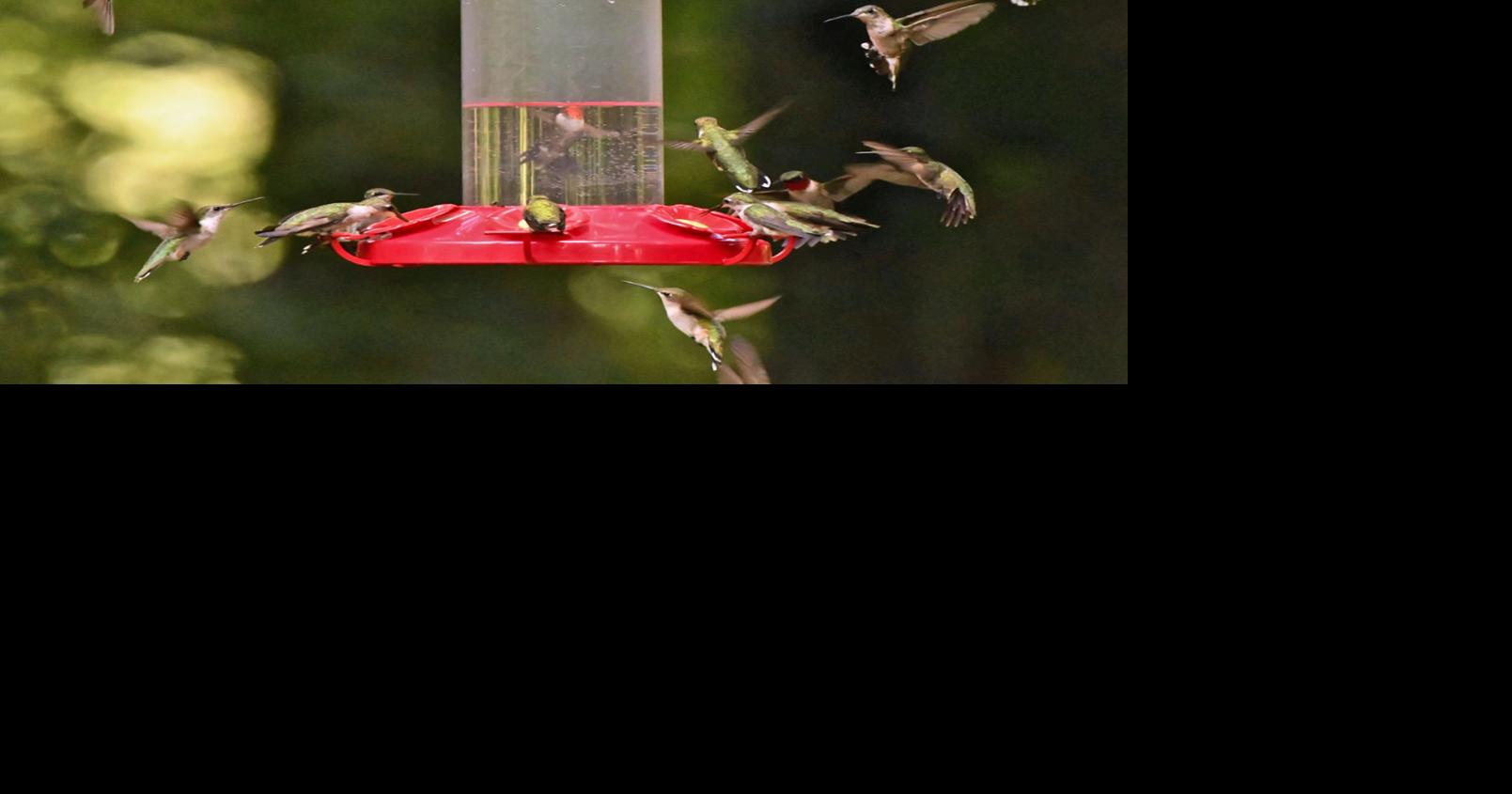 Hummingbird Festival set at two West Feliciana sites | Entertainment ...