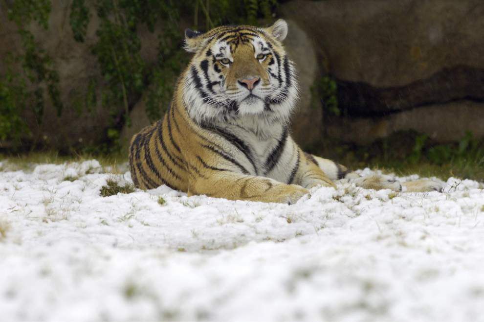 Baton Rouge forecasted to get as much as 7 inches of snow | Baton Rouge ...