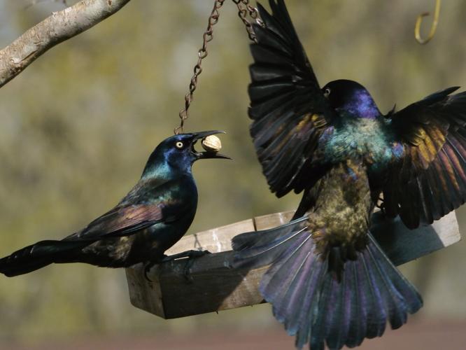 Red bird, blue bird: LSU doctoral student explains the why of birds of ...