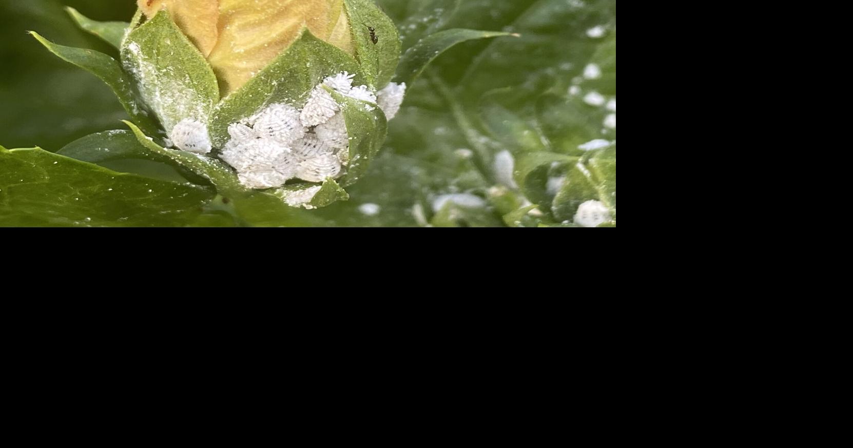 White stuff on plants could be mealybugs; Here's what to do ...