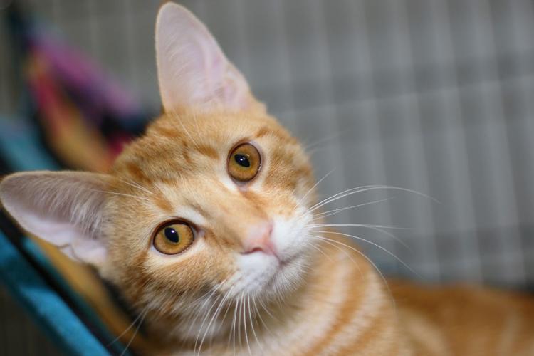 Cats available through Cat Haven of Greater Baton Rouge on Dec. 14 ...