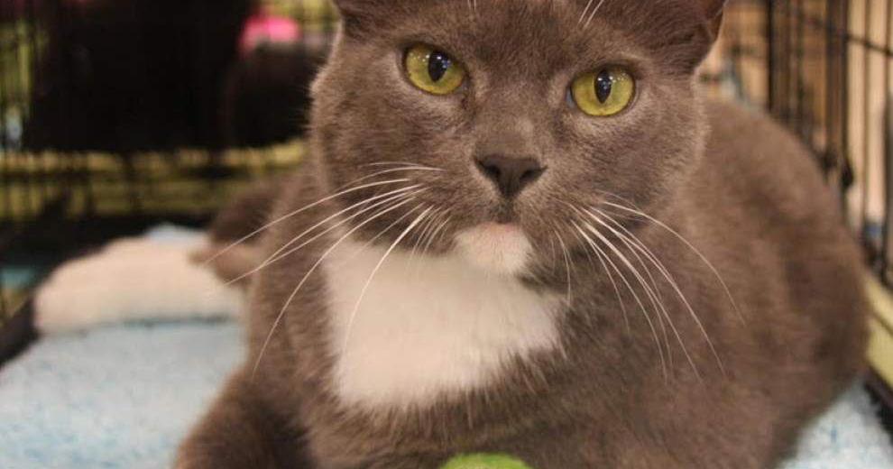Southside cats available from Project Purr | News | theadvocate.com