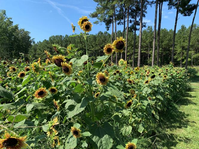Sunflowers are the stars at Southern Cross Bucks Preserve near Jackson ...